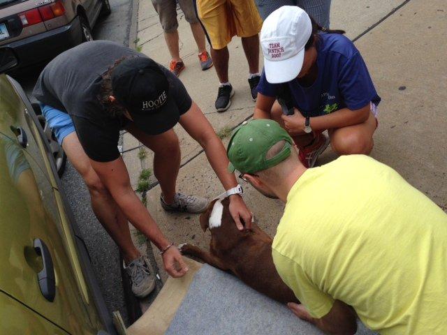 Dog Thrown 30 Feet Off Bridge SURVIVES! Whoever Did This Must Be ...