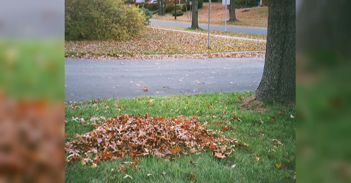 Experts Warn That Your Leaf Piles Might Contain Many Unseen Dangers