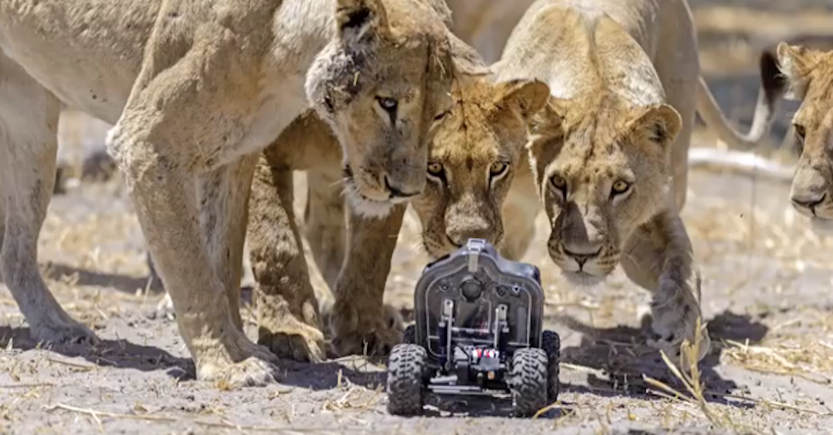 He Drove A Camera Into A Pack Of Wild Lions. The Results Are Absolutely ...