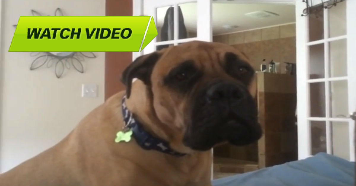 Here's Proof That No Matter How Big They Get, They're All Puppies At Heart!