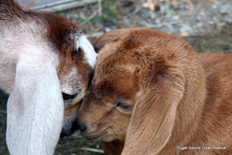 Baby Goat Tossed In A Field At Just Days Old Is Found Cuddling With A ...