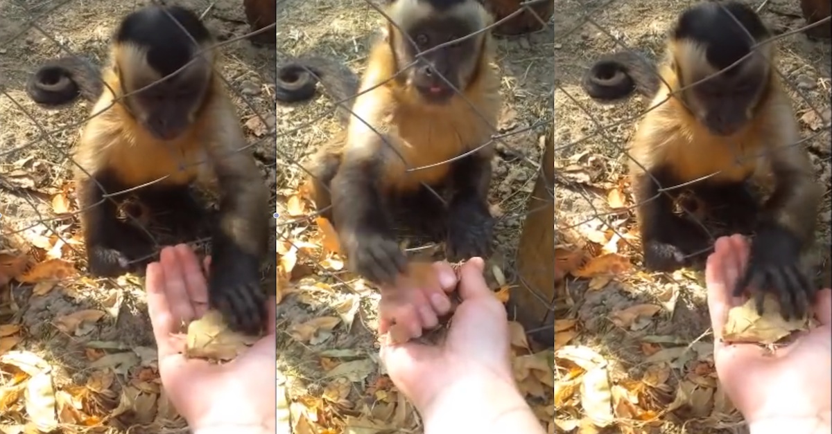 Rescued Monkey Teaches Woman A BRILLIANT Lesson! This Is Unbelievable!