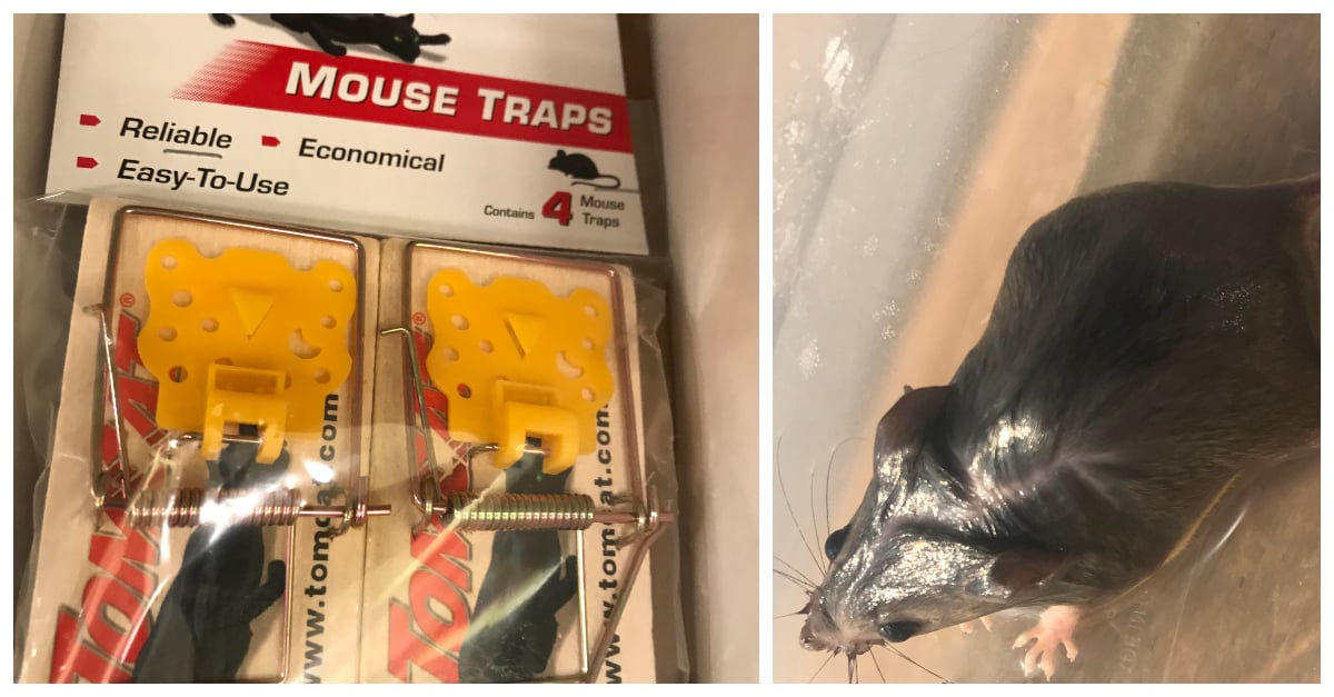 I Tried 6 Different Humane Ways To Get Rid Of A Mouse