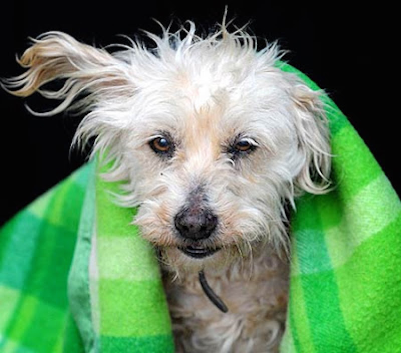 9 Years After Disappearing, Miracle Dog Found Alive 1,200 Miles From Family