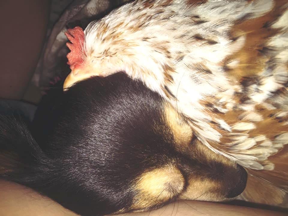 Her Egg Begins To Hatch. But When She Sees The New Chick's Face? WHOA!