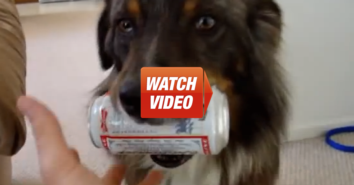 I Saved This Shelter Dog's Life. Now You Have To See What My Best ...