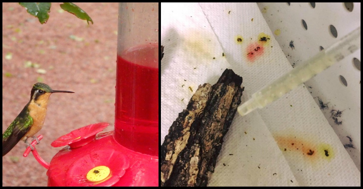 Red Nectar Is Making Hummingbirds Too Sick To Fly