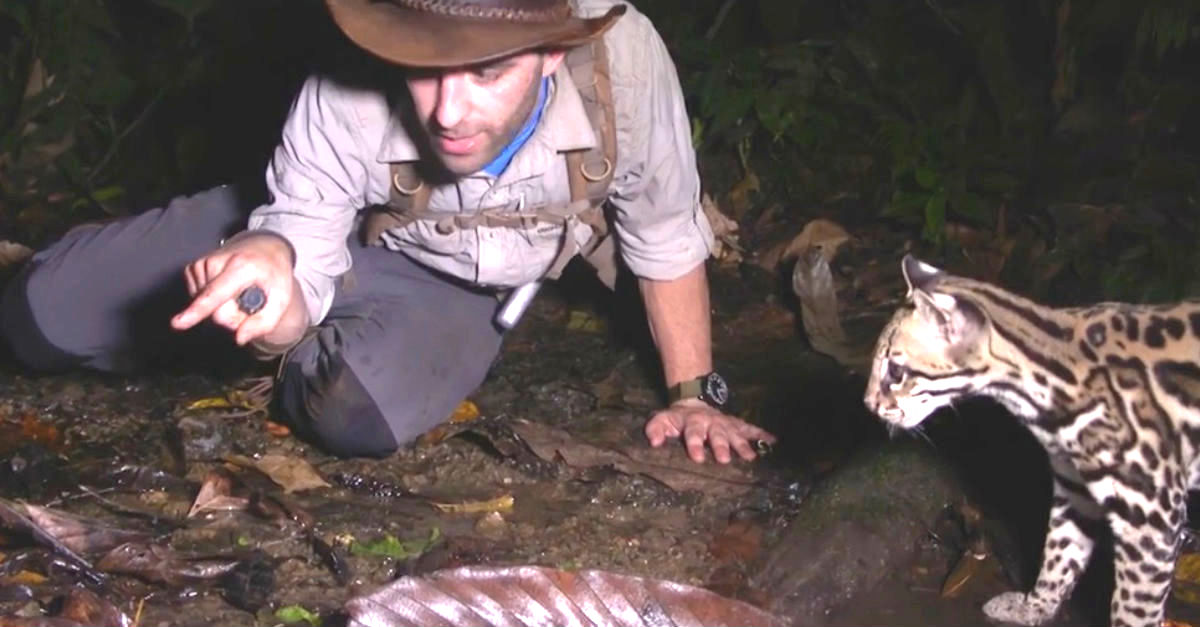 He Spots An Ocelot Out In The Wild, Now Wait Til You See The OTHER ...