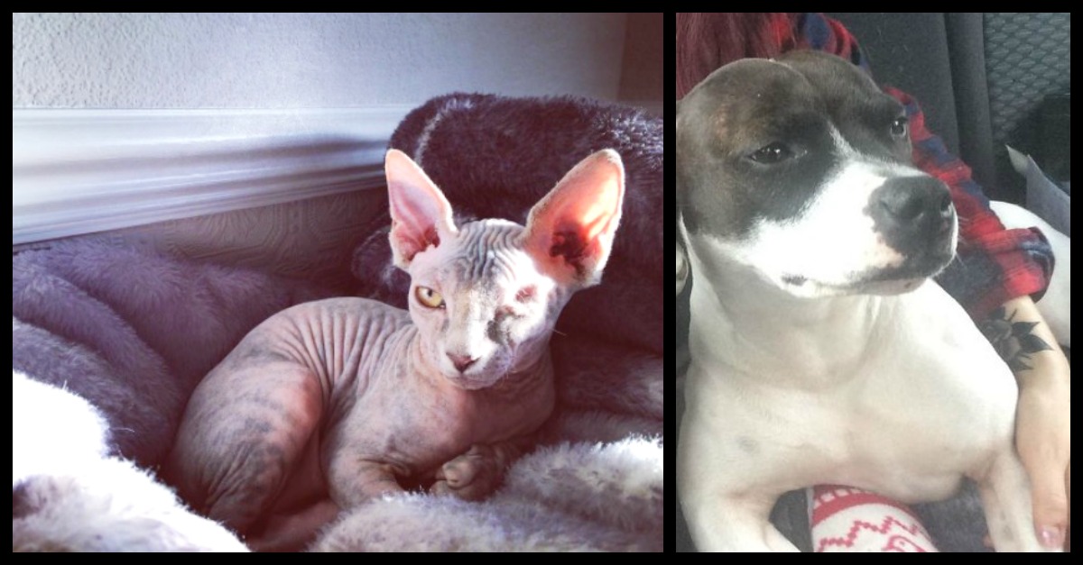 Woman Is Happy Adopted Cat Gets Along With Her Dog