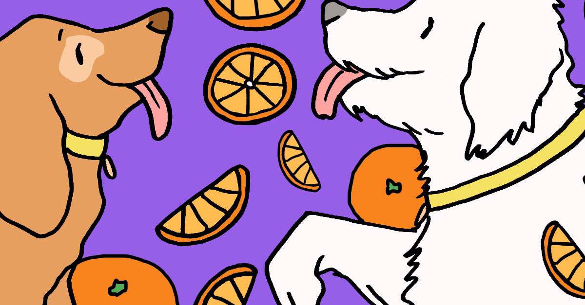 Can Dogs Eat Oranges? Yes, But Follow These Rules