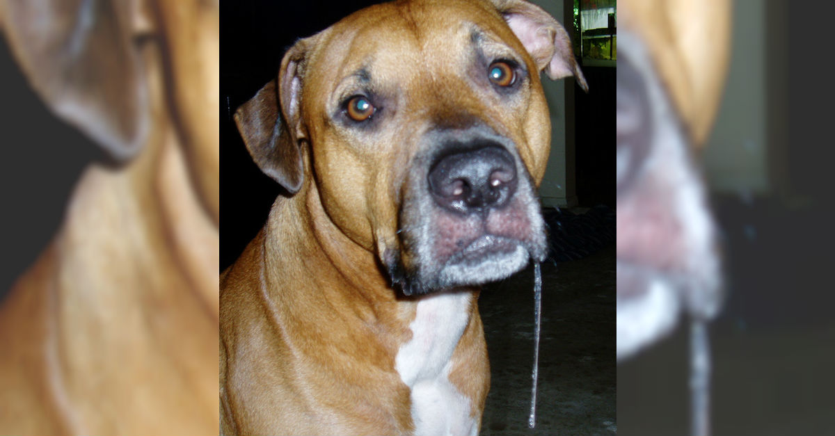 Overheating: 6 Dangerous Signs Of Hyperthermia In Dogs