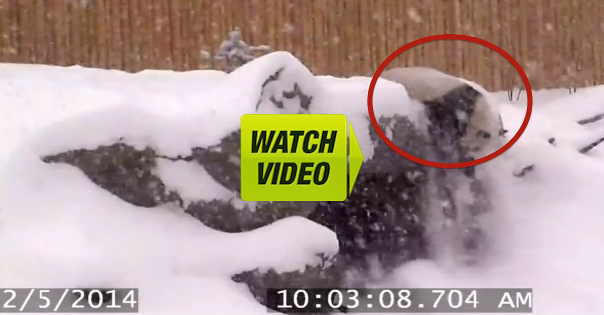 Security Camera Catches Panda Bear Doing The Unexpected During A ...