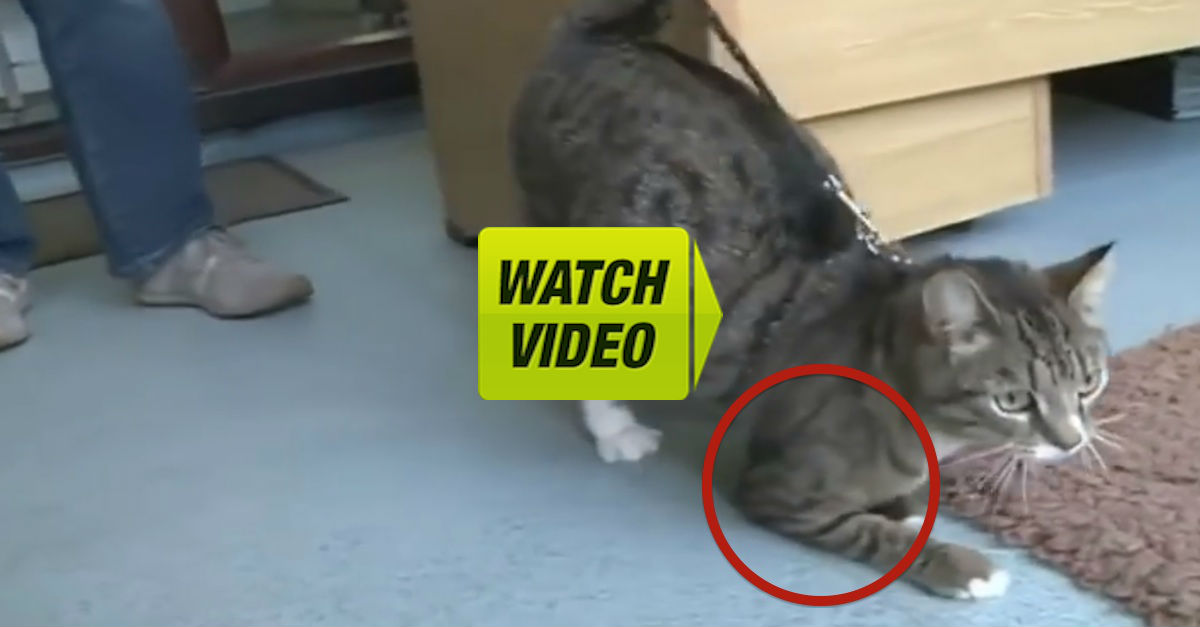 This Paralyzed Cat Is Finally Learning To Walk, And You'd NEVER Guess ...