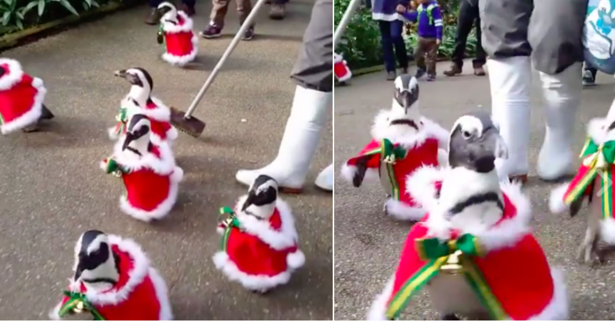 92 Penguins Drenched In Huge Oil Spill Finally Get The Bubble Bath They ...