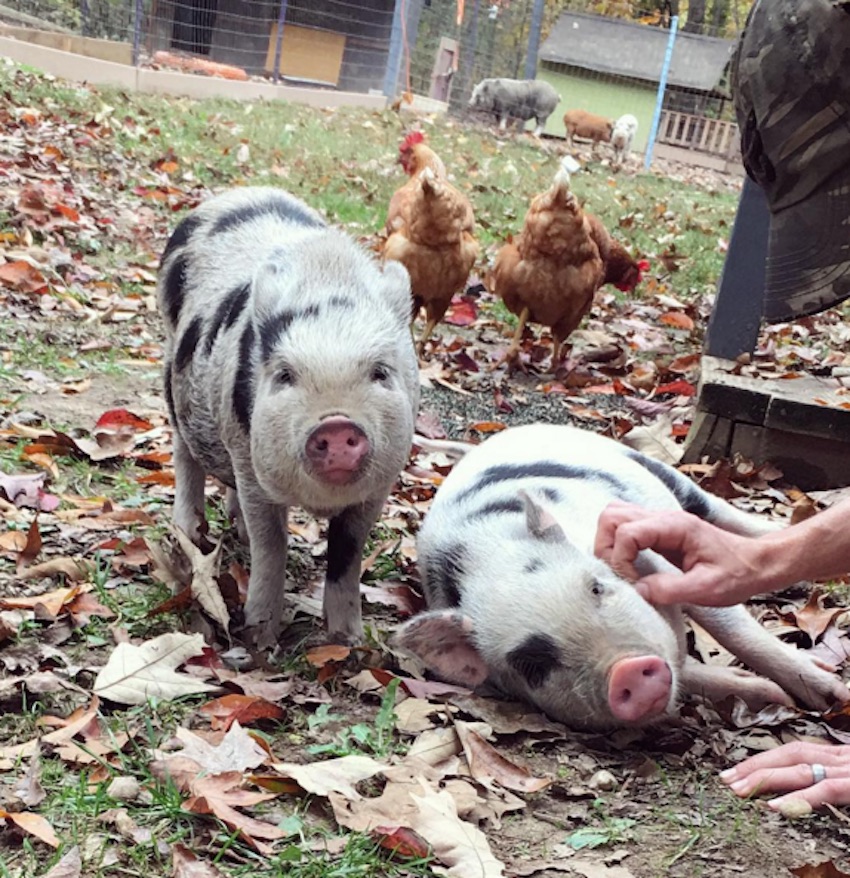 This Family Rescued A Cold, Abandoned Piglet. Her Life Today? This Is ...