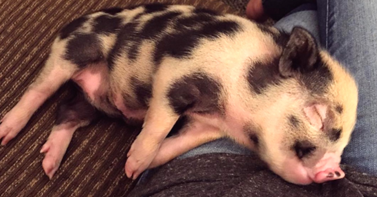 This Family Rescued A Cold, Abandoned Piglet. Her Life Today? This Is ...