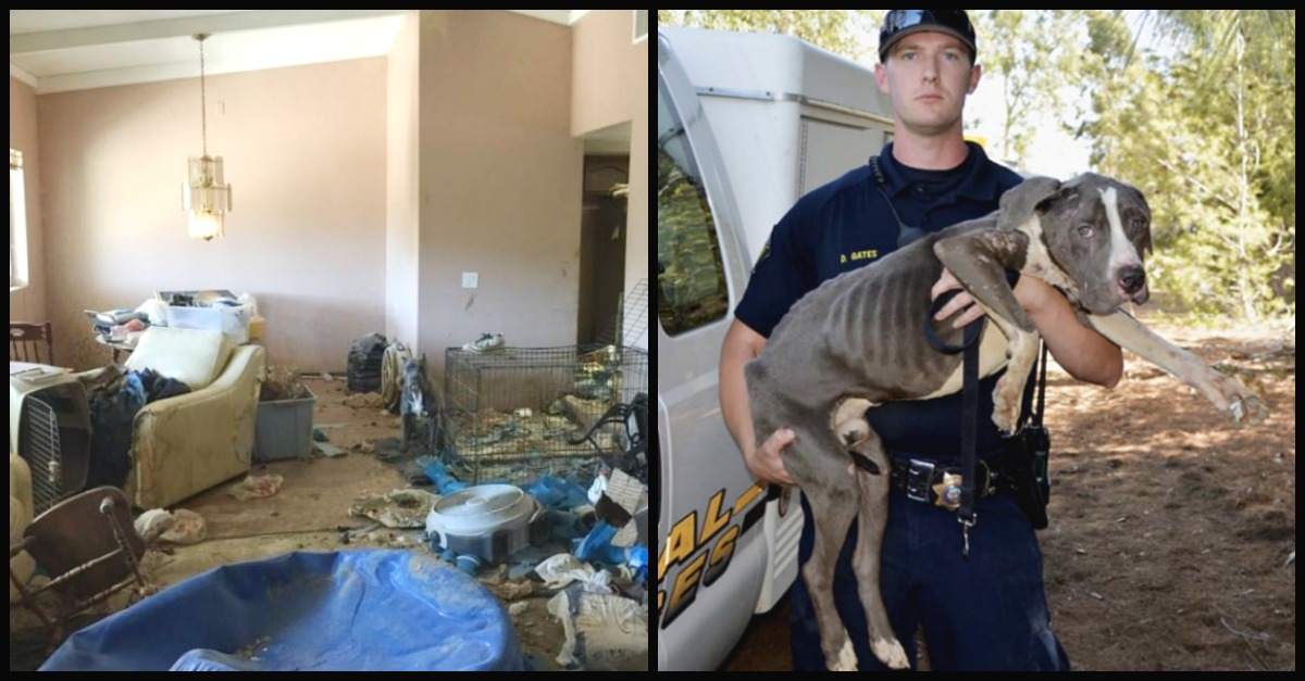 40 Pit Bulls Are Rescued From An Abandoned Home And Given A 2nd Chance