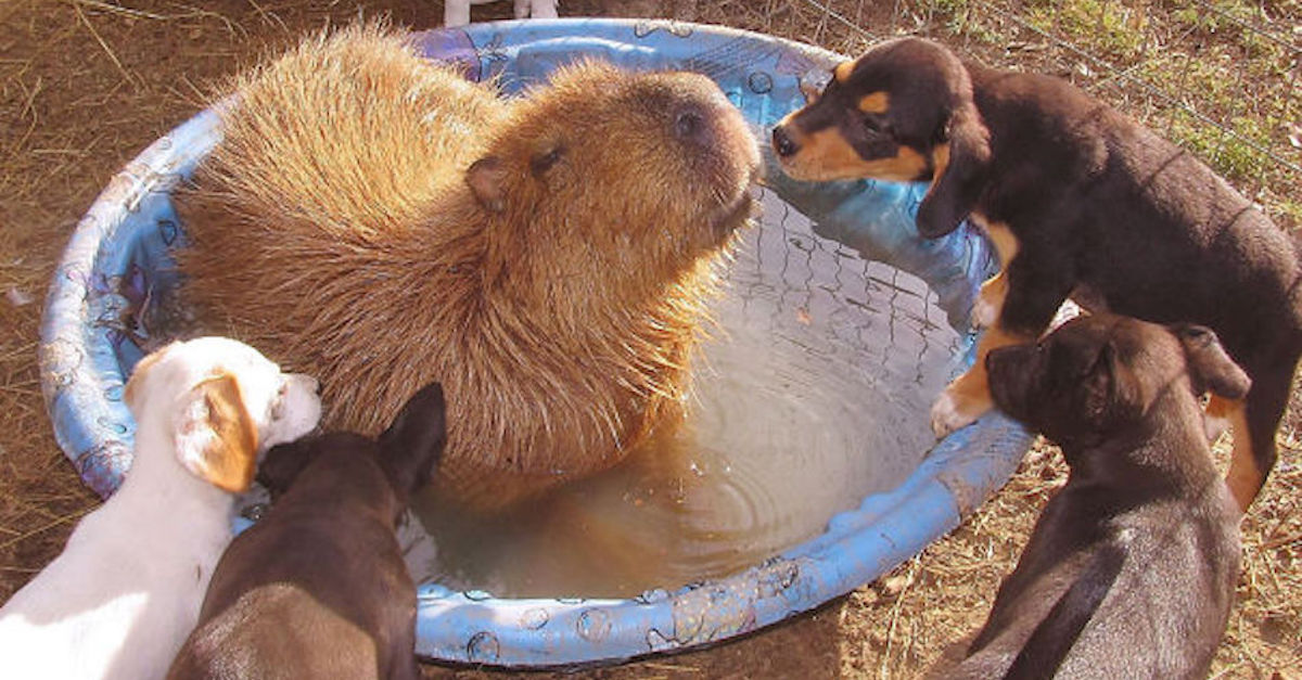 These Capybaras Snuggling With Other Animals Are Too Cute
