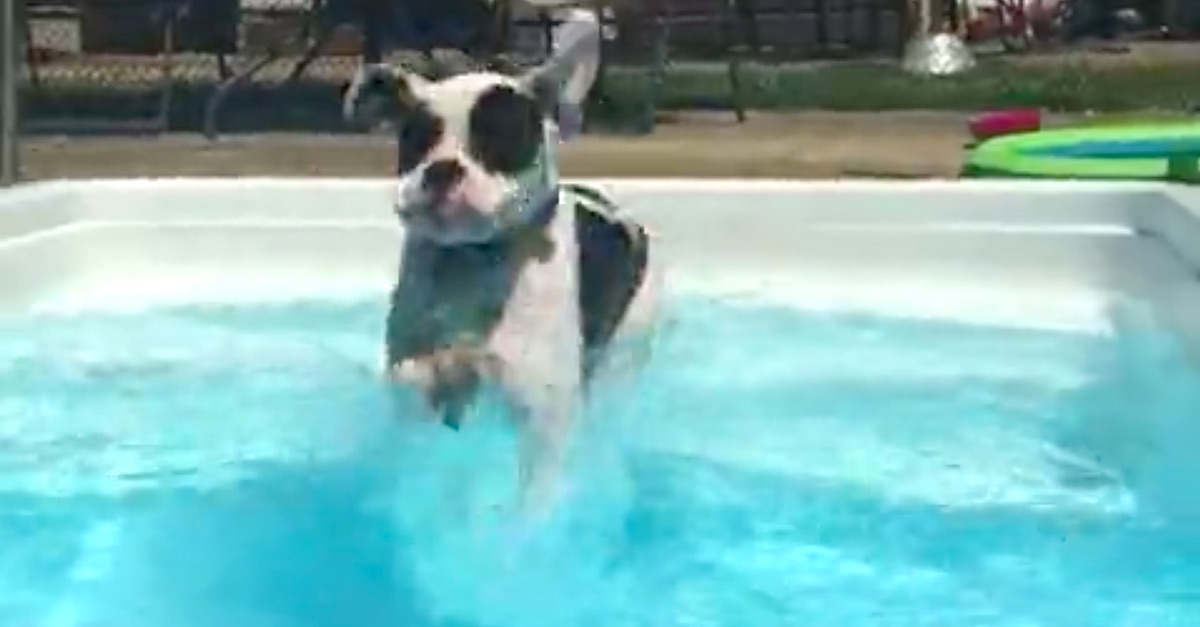 Pup Takes A Big Leap Into The Pool. But Wait Til You See What He’s After...