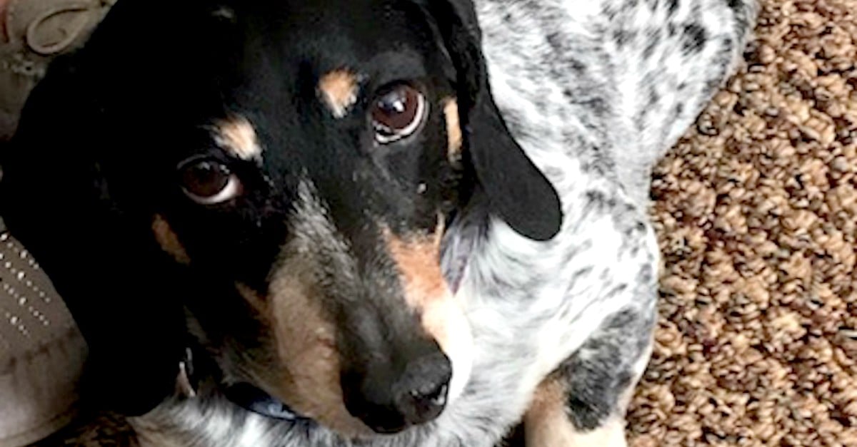 Scientists Confirm Dogs Make "Puppy Dog Eyes" On Purpose