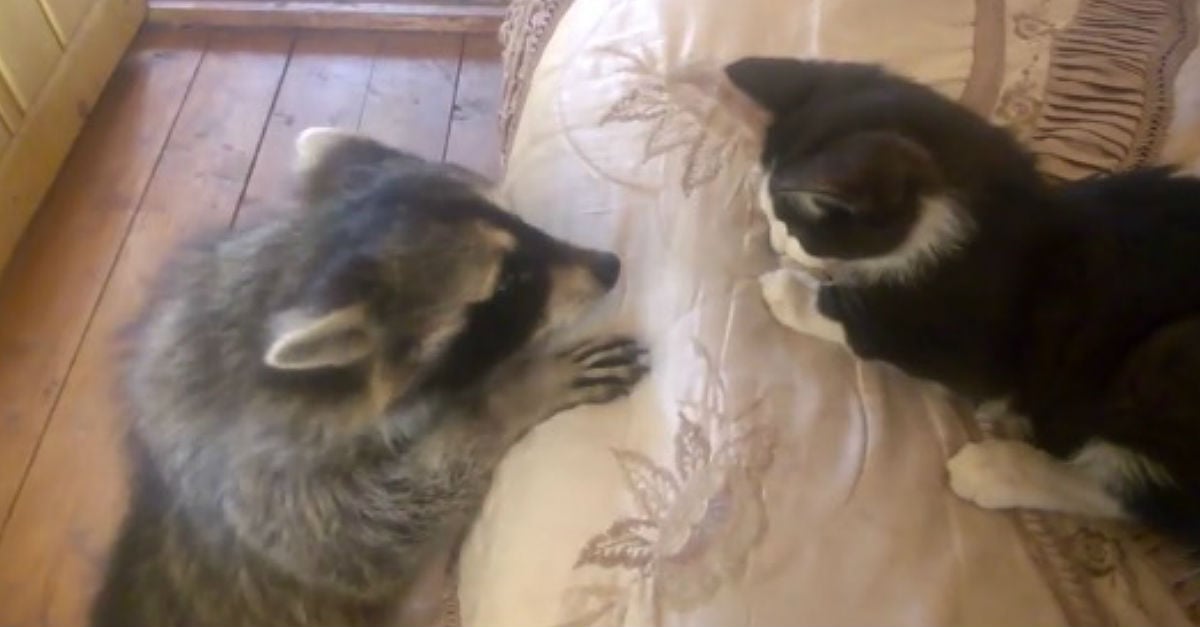 Cat Tries To Relax On The Bed. But When The Raccoon Sees Him, Watch His ...