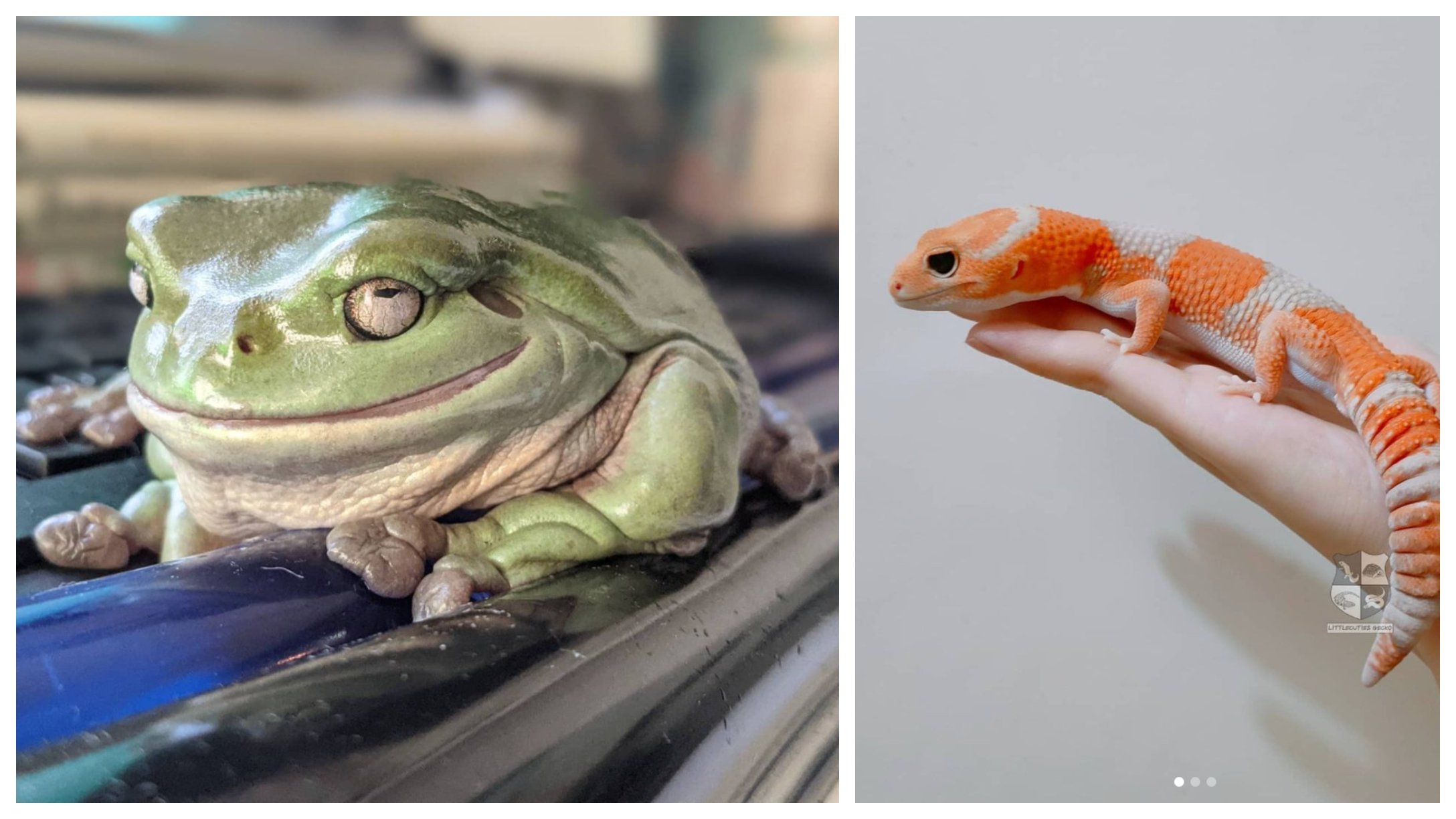 30 Rare And Unique Animals People Keep As Pets