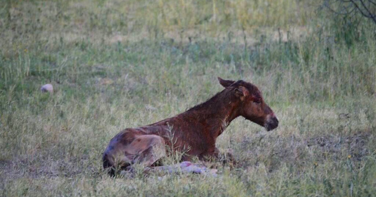 Weak Little Foal Is Abandoned By His Herd. His New Family? Beautiful...