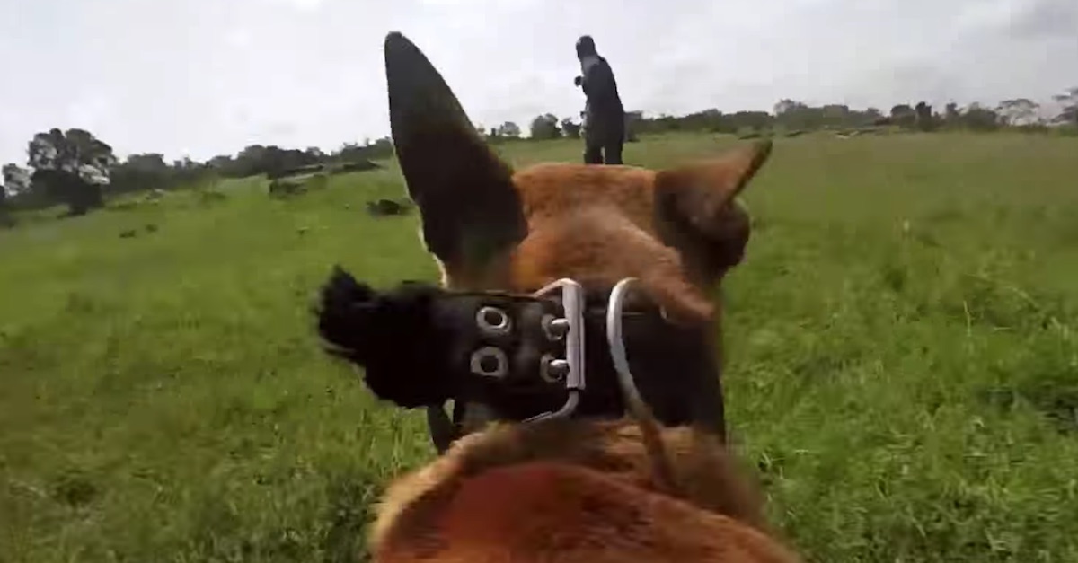 Brave Dog Demonstrates How He Helps Save Rhinos In Africa Every Day