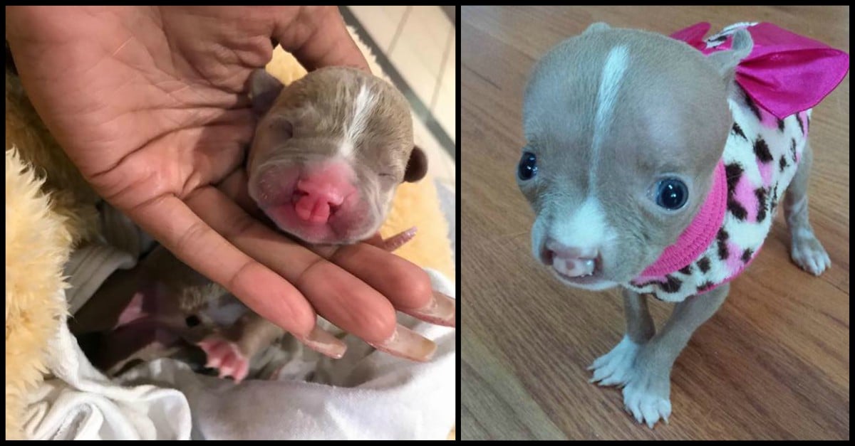 Pit Bull Born With Cleft Palate And Brain Condition Refuses To Give Up ...