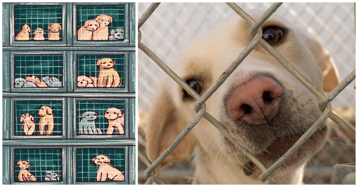 14 Great Reasons To Adopt A Rescue Animal From A Shelter