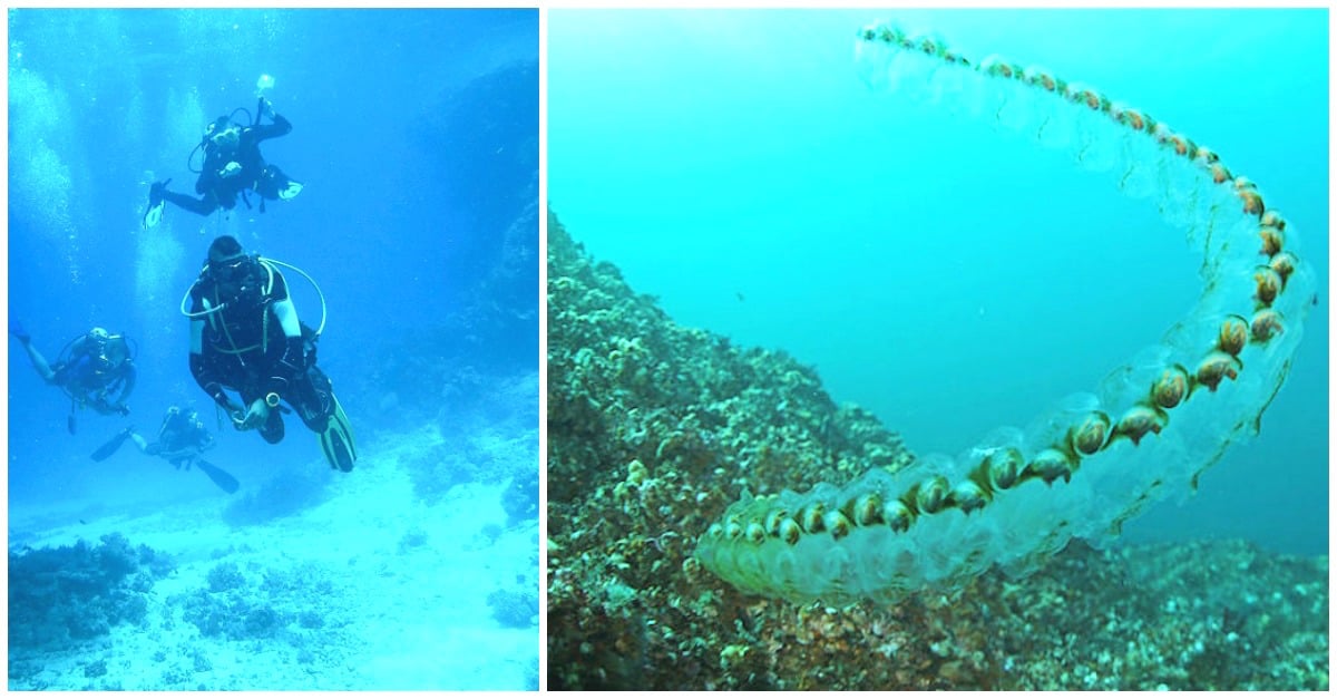 15 Strange Deep Sea Creatures That You May Not Know About