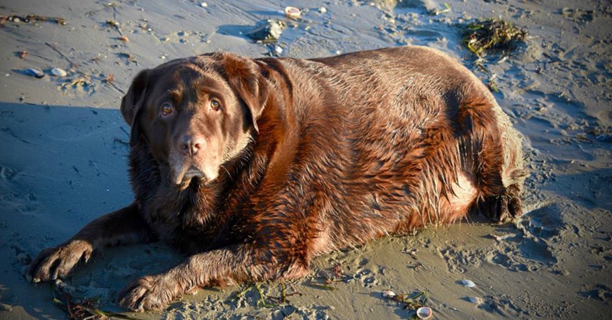 Family Adopts 146-Pound Lab, Helps Him Shed 60 Pounds
