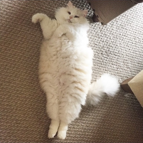 This Baby Cat Was Found Near Death — But After A Lot Of Love? This Is ...