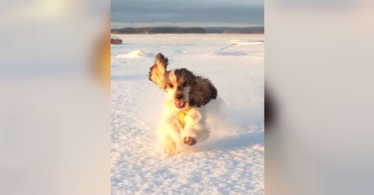 11 Adorable Dogs Playing In Snow