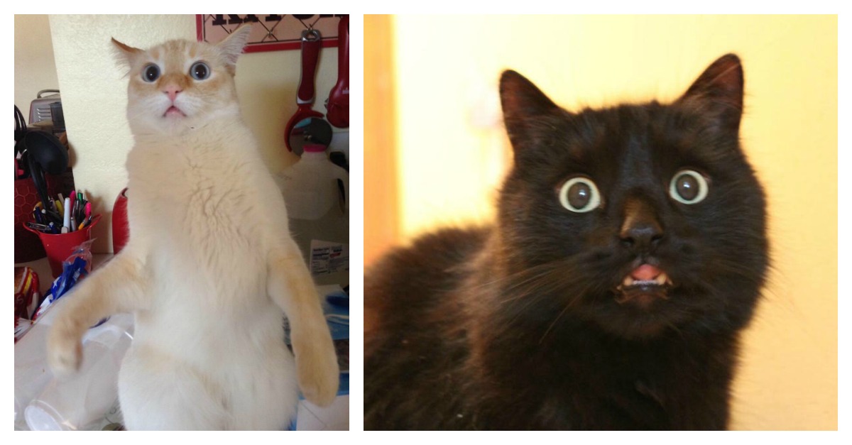 These Surprised Cats Are Sure To Give You A Good Laugh
