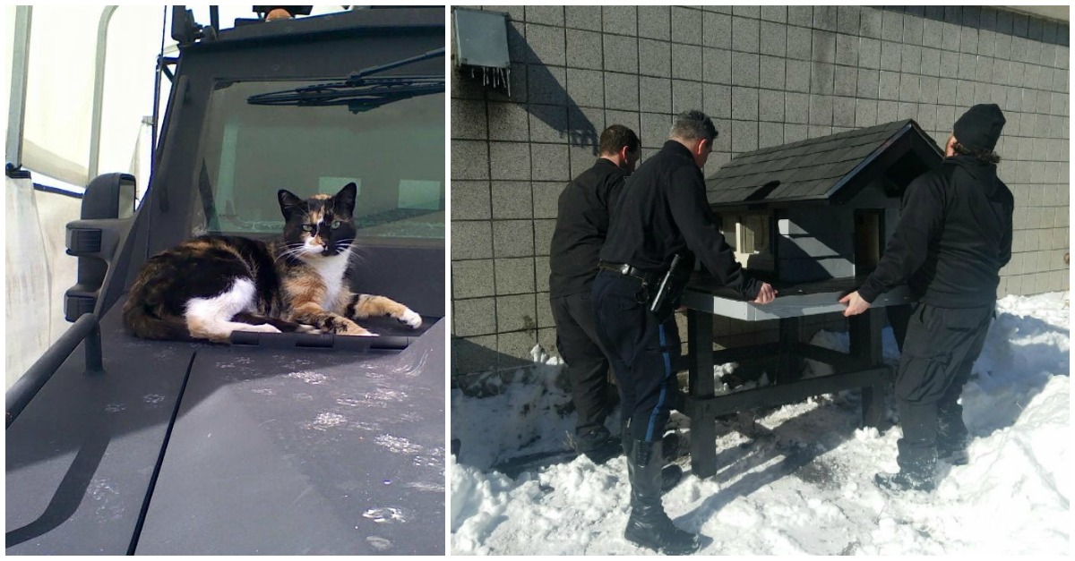 'Swat Cat' Gets New Home With Boston SWAT Unit