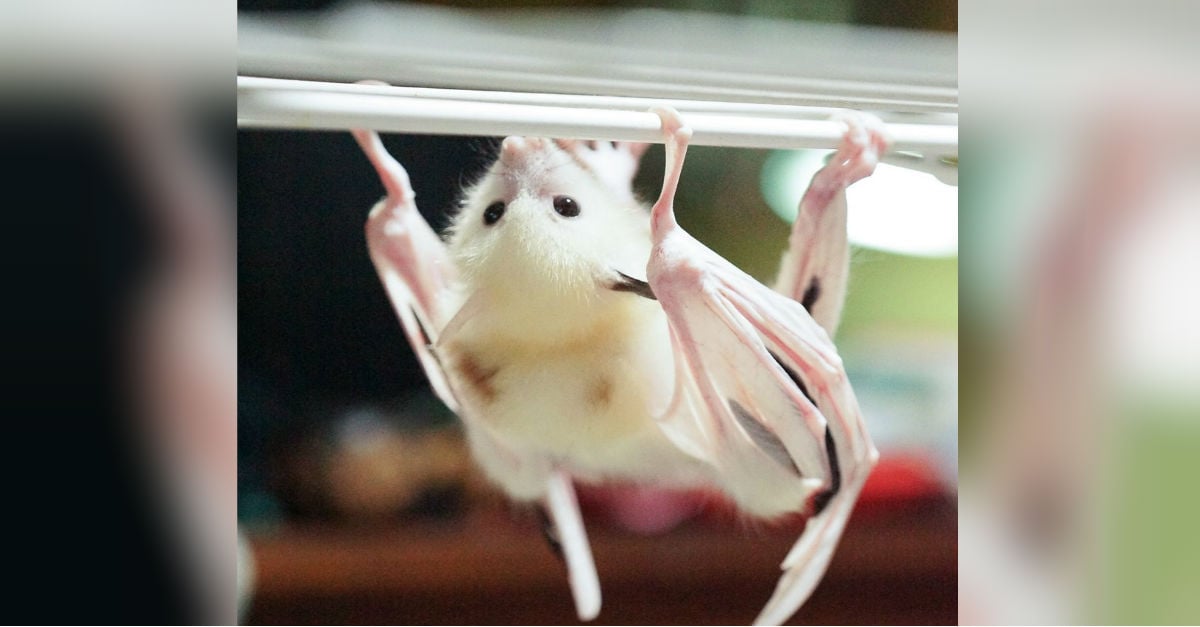 Rescuers Think He's A Piece Of Trash, Then The All-White Baby Bat ...