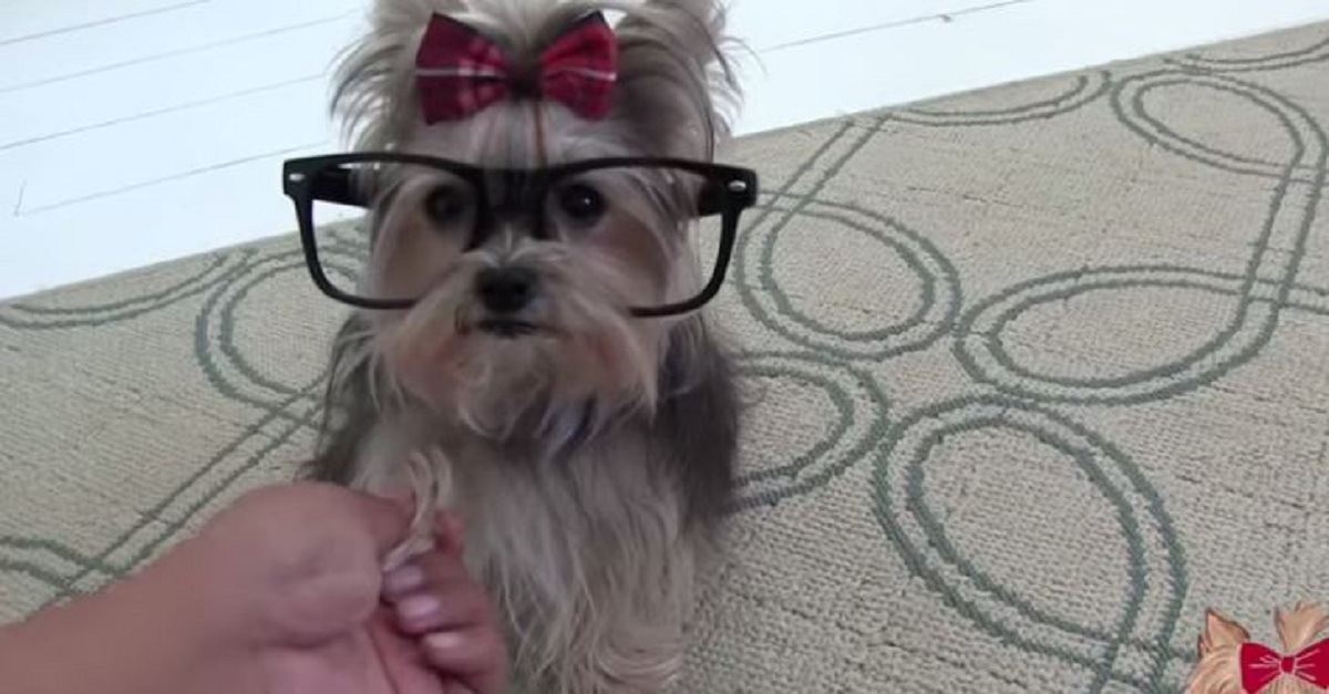This Tiny Therapy Dog Is An Angel! I Can't Believe What She Can Do!