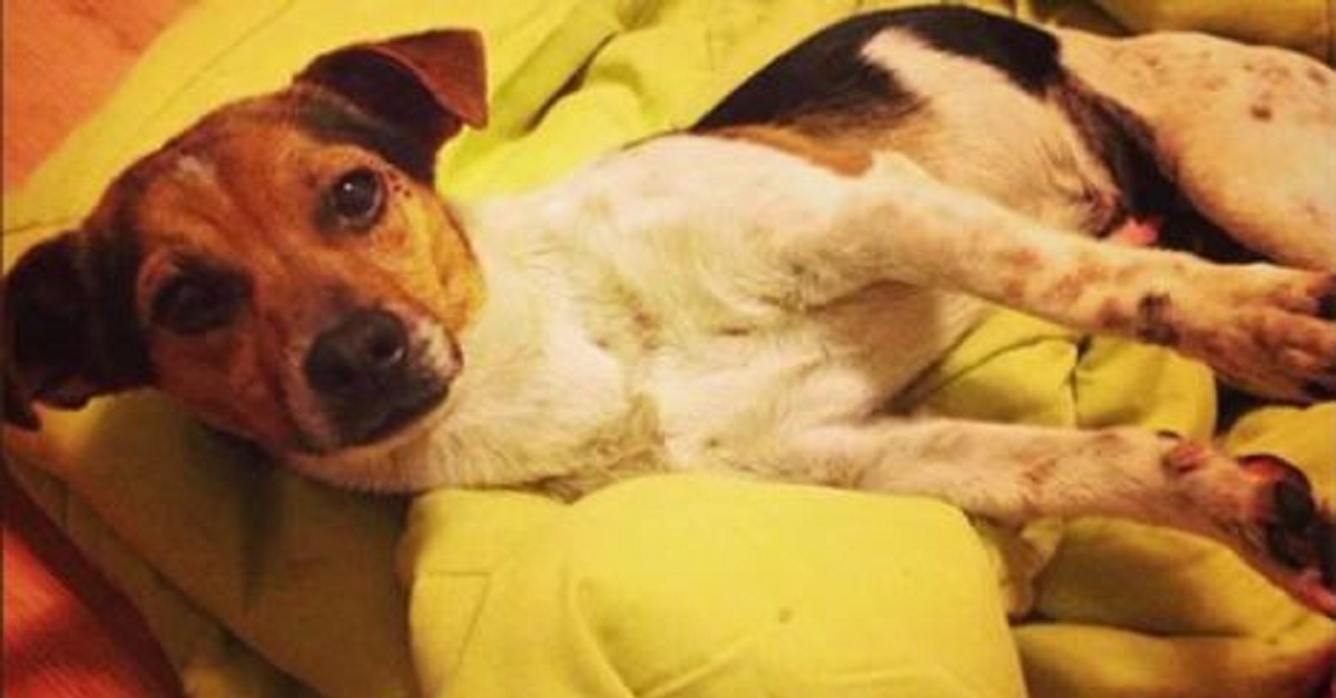 Thrown From A Moving Car And Left For Dead, This Dog Broke His Back ...