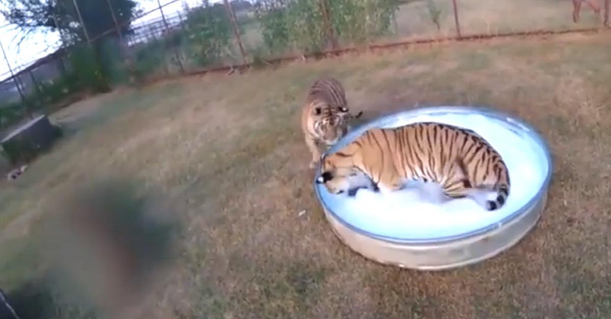 2 Huge Tigers Uncover A Secret Tiny Pool. Now Keep Your Eyes On The Guy ...