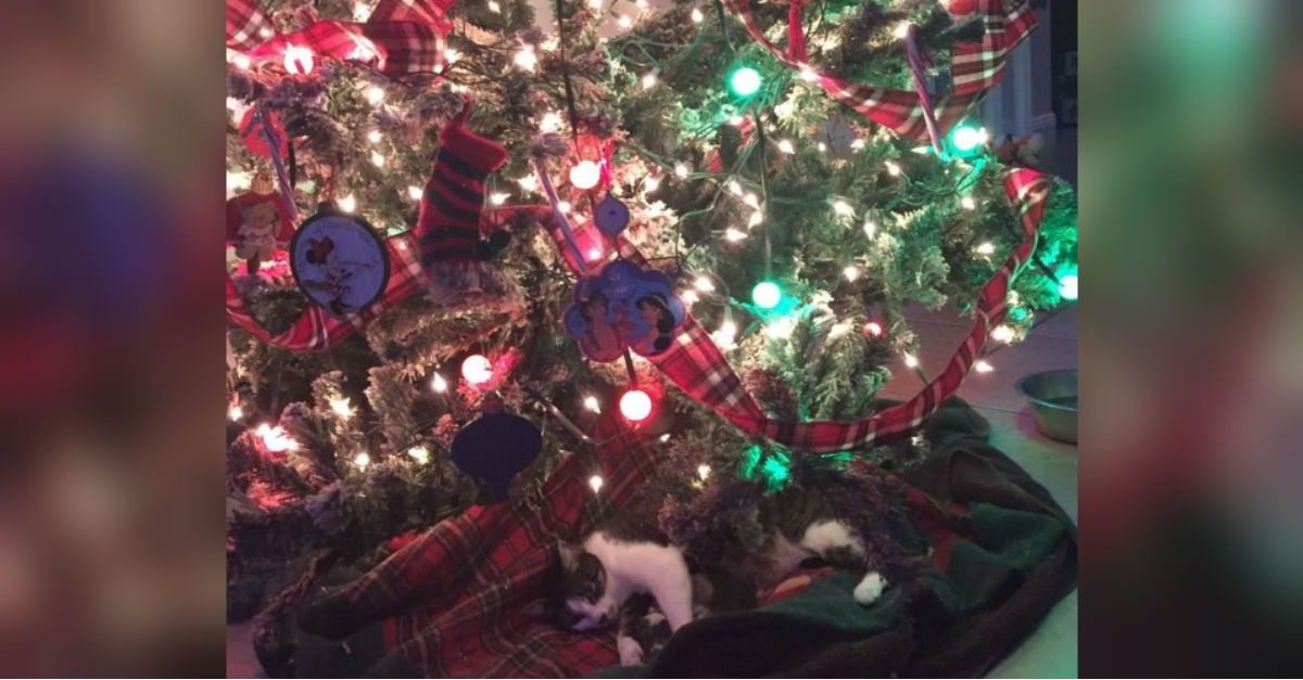 Family Hears Soft Meowing In Living Room, Then Look Under Christmas ...