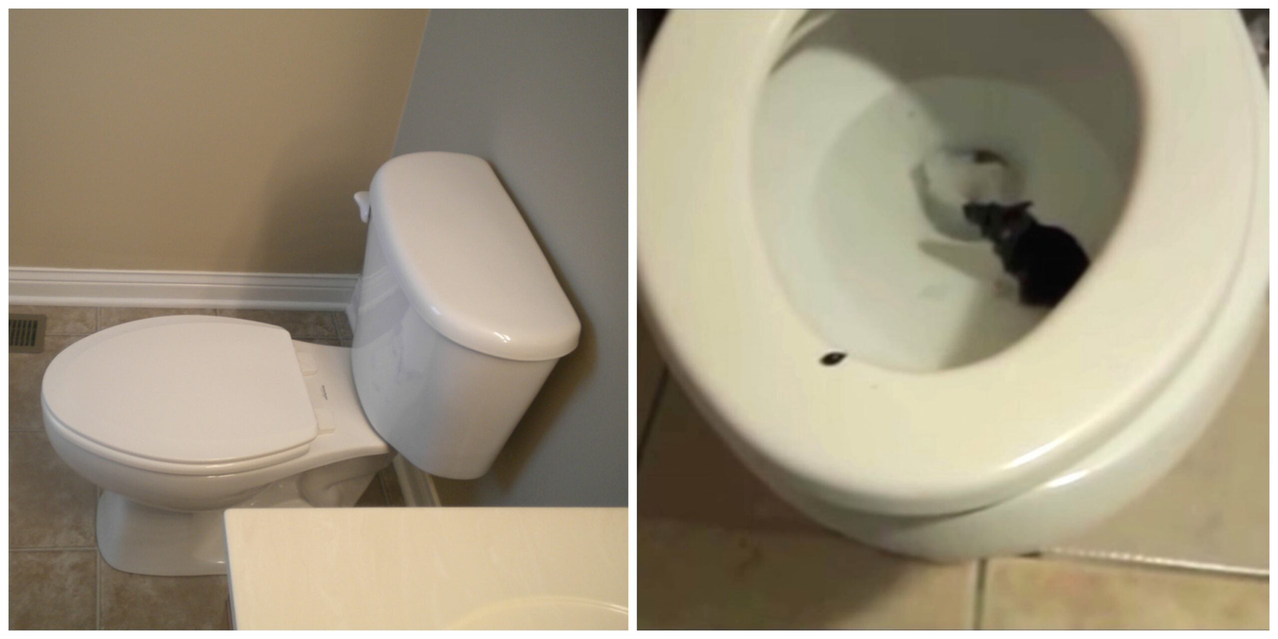 10 Horrifying Creatures You Might Find When You Lift Up The Toilet Lid
