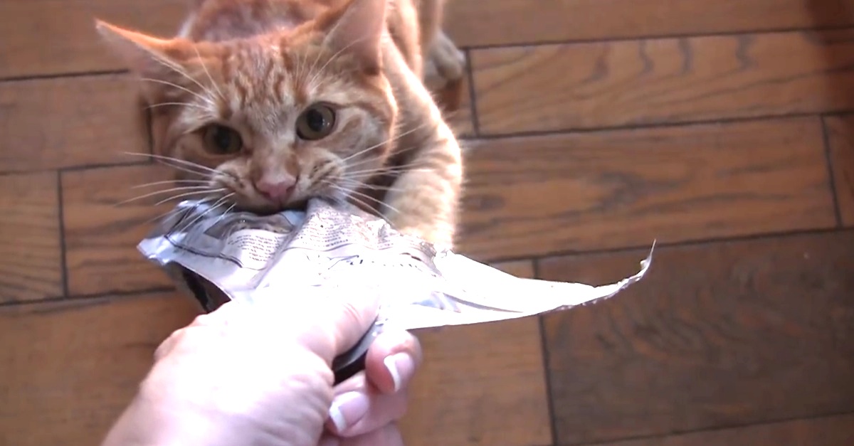 Adorable Kitten Turns Ravenous Monster When Faced With Treats! So ...