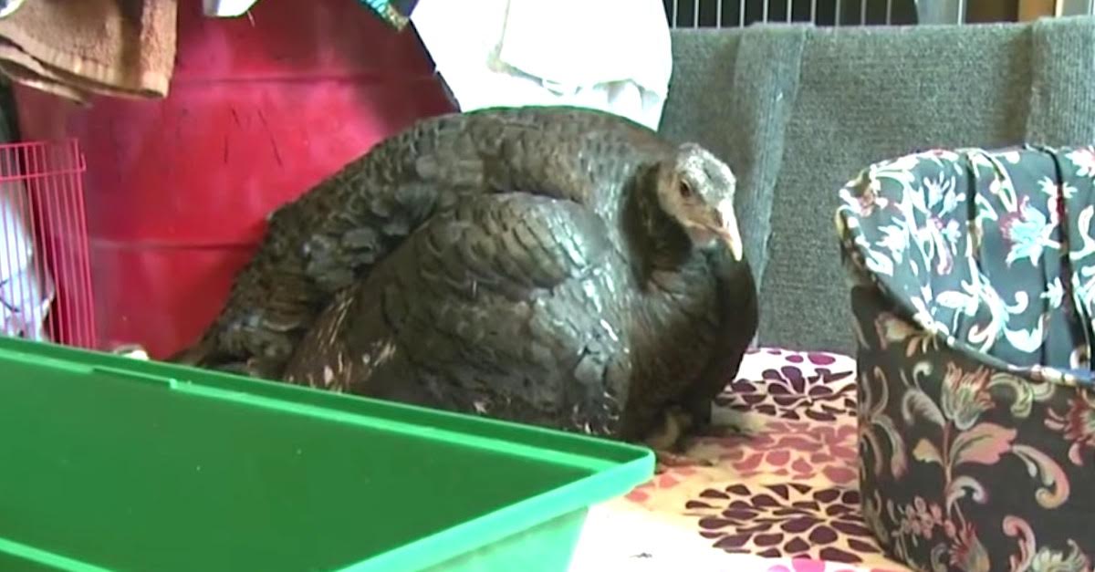Turkey With An Injured Wing Sits Quietly. But Look Closely At What's ...