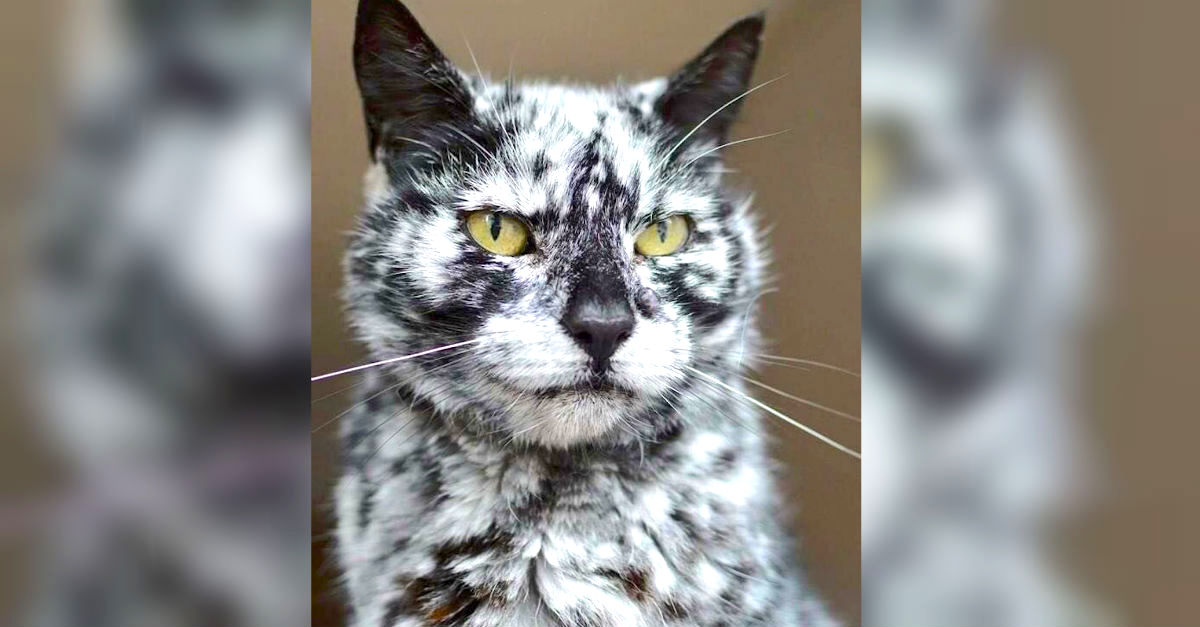 10 Beautiful Animals With Vitiligo