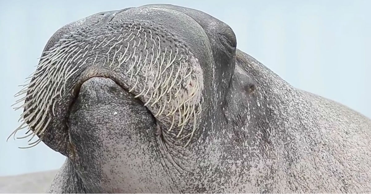 Enormous Walrus Closes His Eyes, Now Listen When He Opens His Mouth...