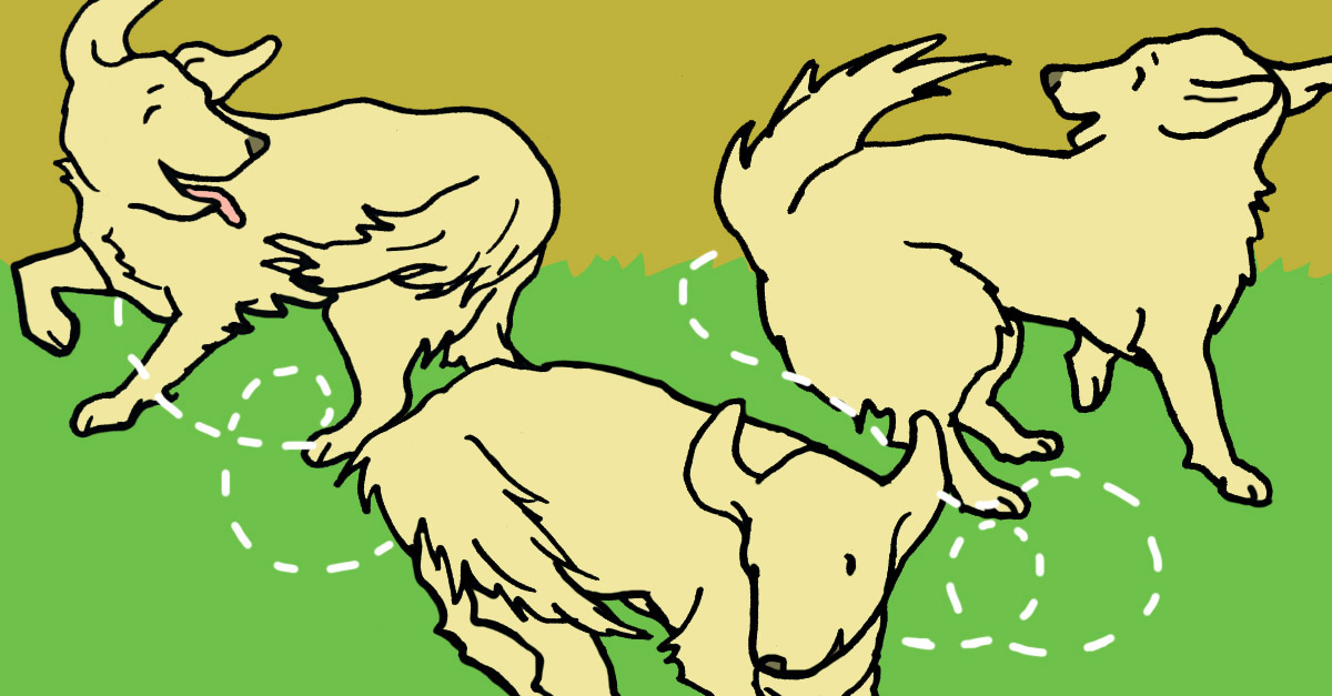 Why Do Dogs Chase Their Tails? 7 Reasons