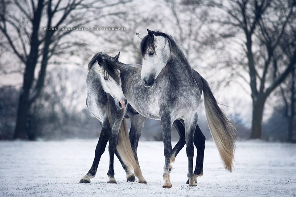 Photographer Captures The Raw Beauty And Power Of Majestic Horses