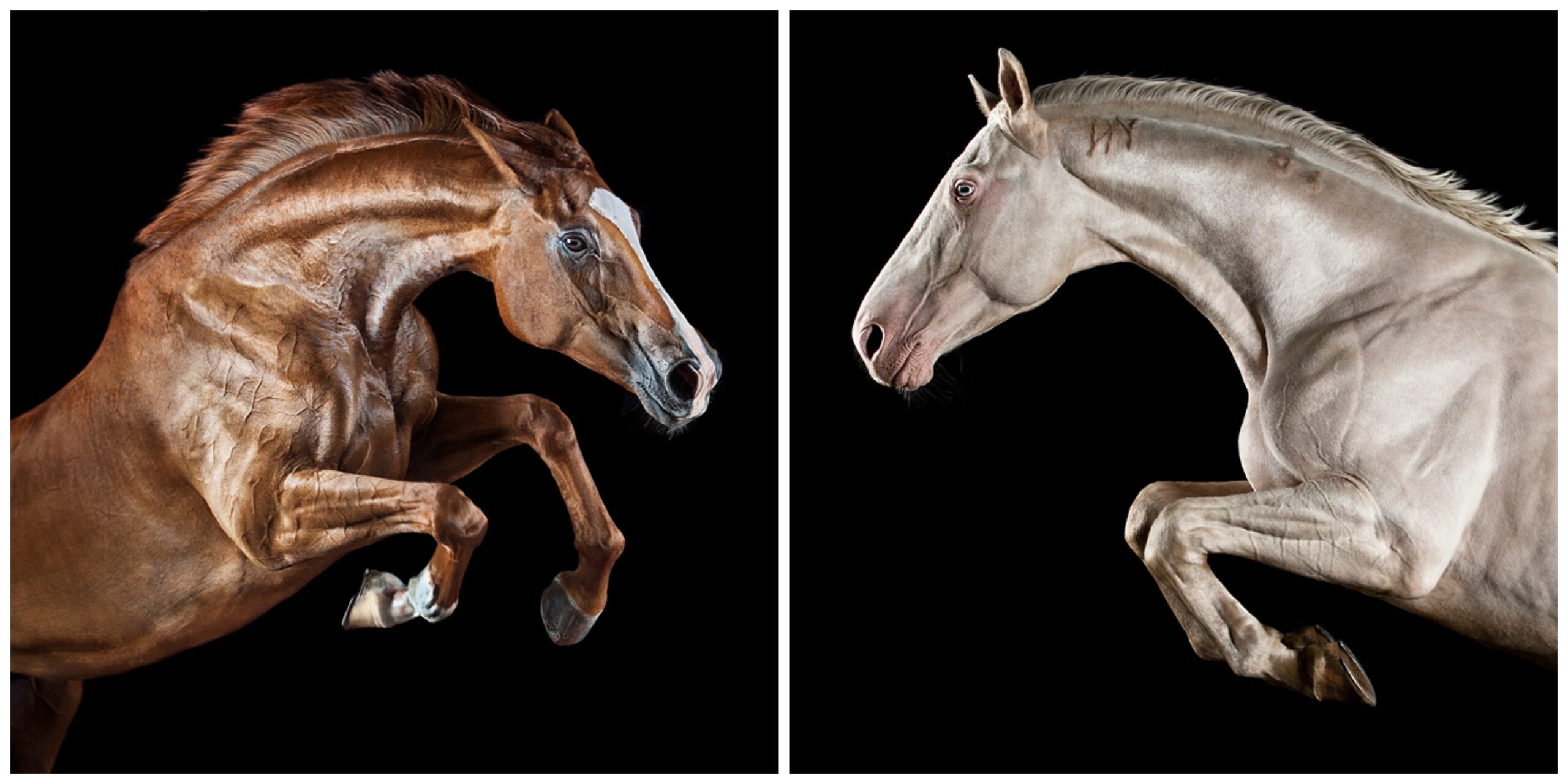 Photographer Captures The Raw Beauty And Power Of Majestic Horses