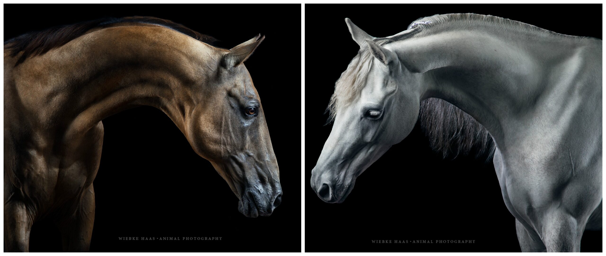 Photographer Captures The Raw Beauty And Power Of Majestic Horses
